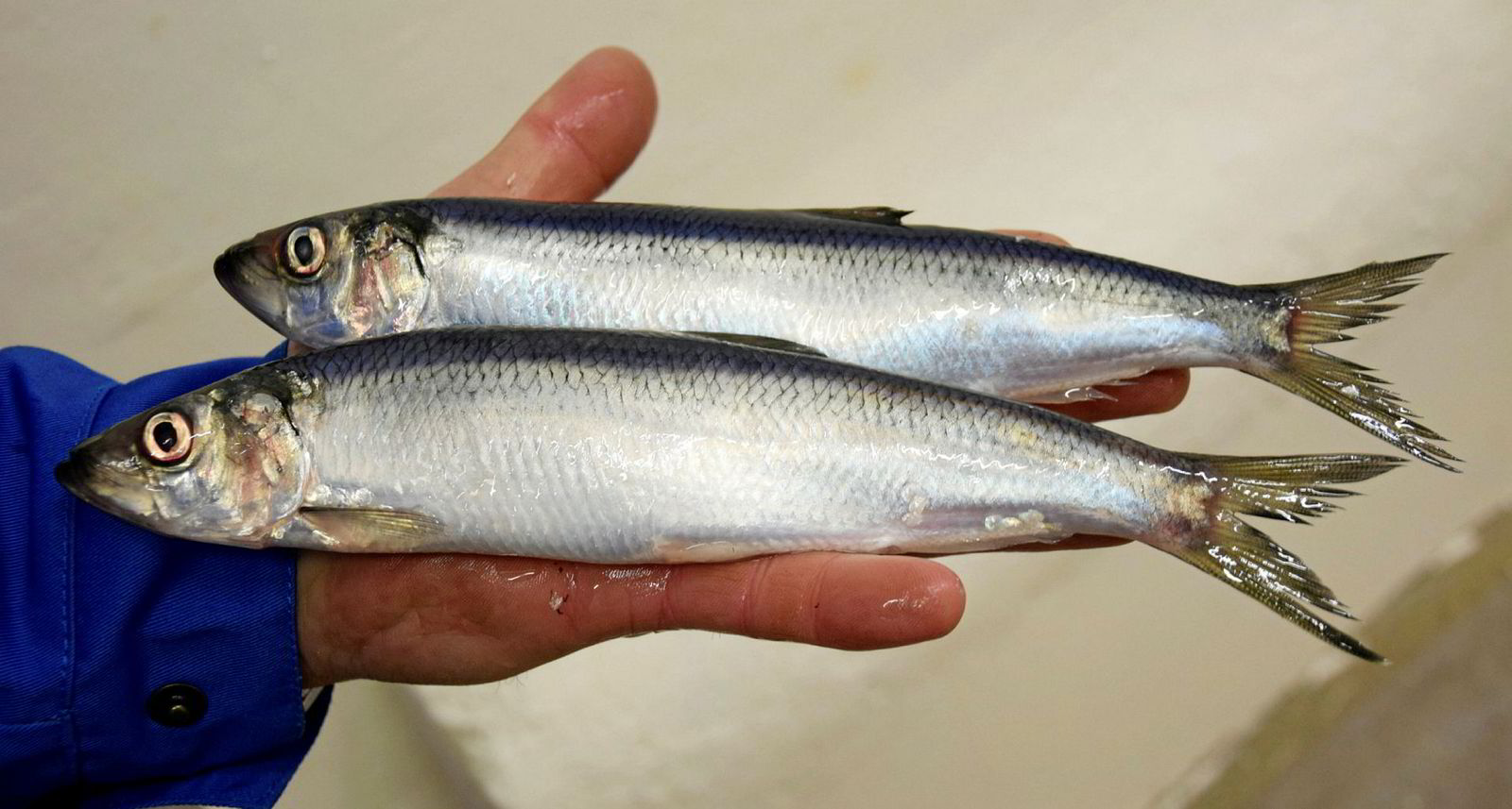 Omtrent samme pris for silda som går til fabrikk og den som leveres til ...