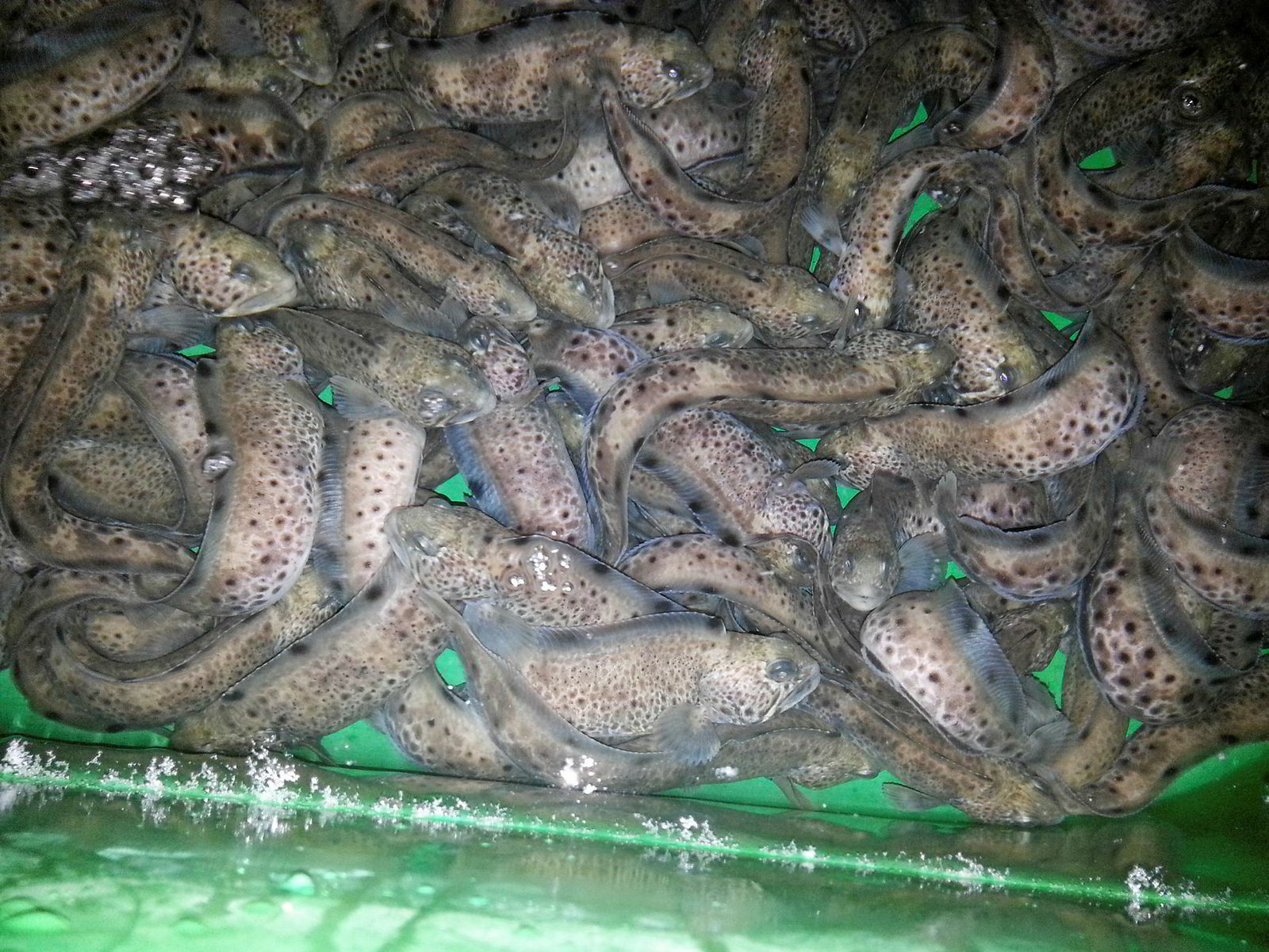 Steinbiten blir landkrabbe | IntraFish.no