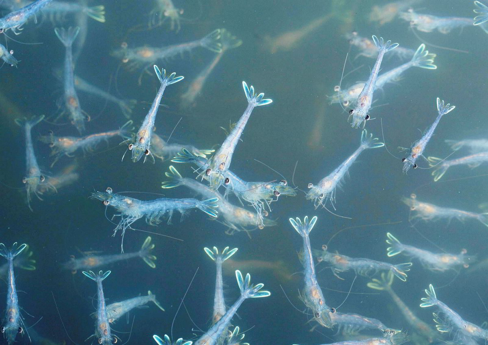 German organic shrimp farmer launching trading arm; talks Europe-wide ...