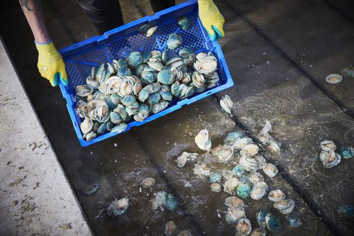 Southern hemisphere's biggest abalone producer formed from four-farm ...