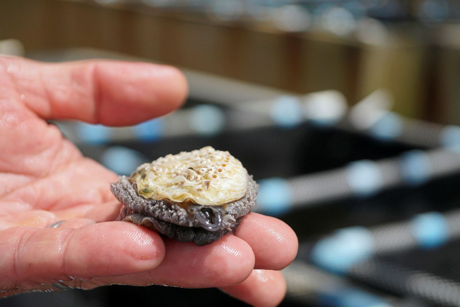 Farm Focus: Inside one of South Africa's biggest abalone operations ...