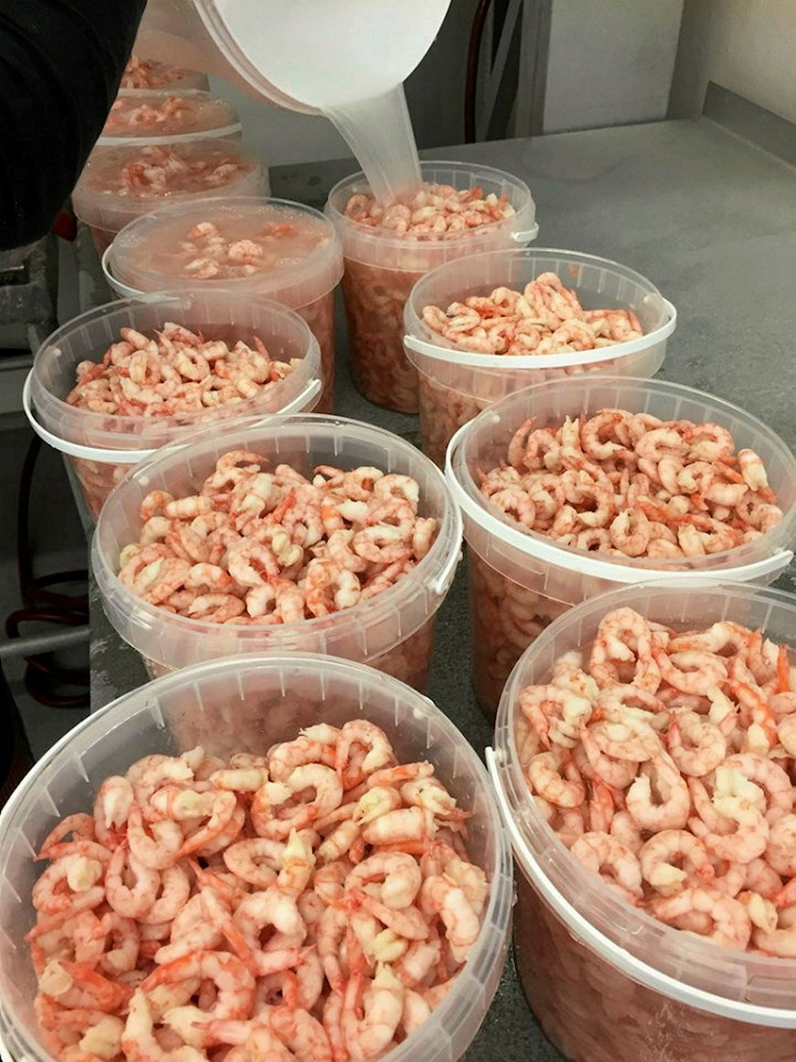 På denne fergeturen får du servert verdens beste håndpillede reker ...