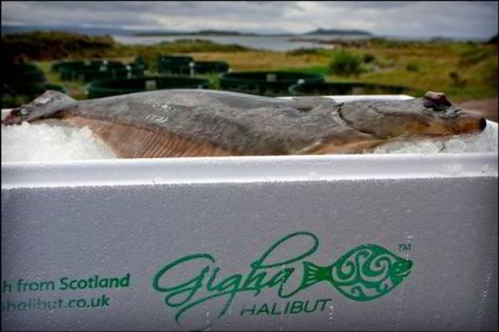 Photo gallery: Scotland's only halibut farm | IntraFish.com