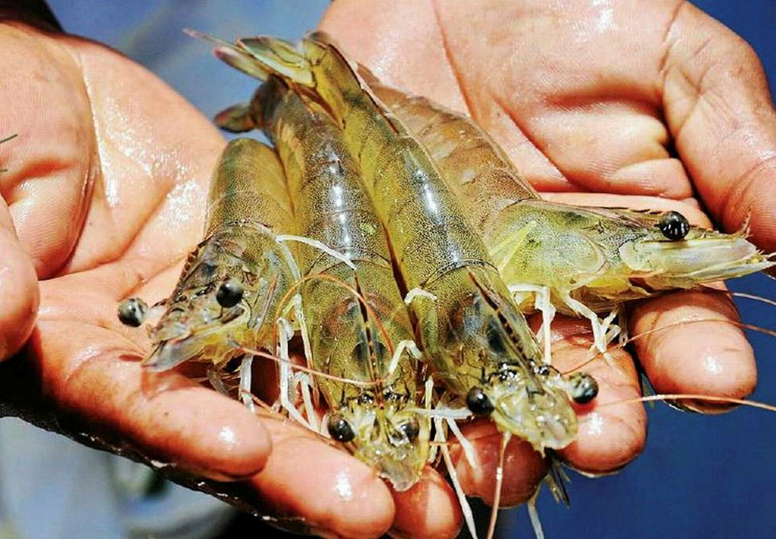 Skretting, West Coast shrimp feed JV: Tackling antibiotics is top ...