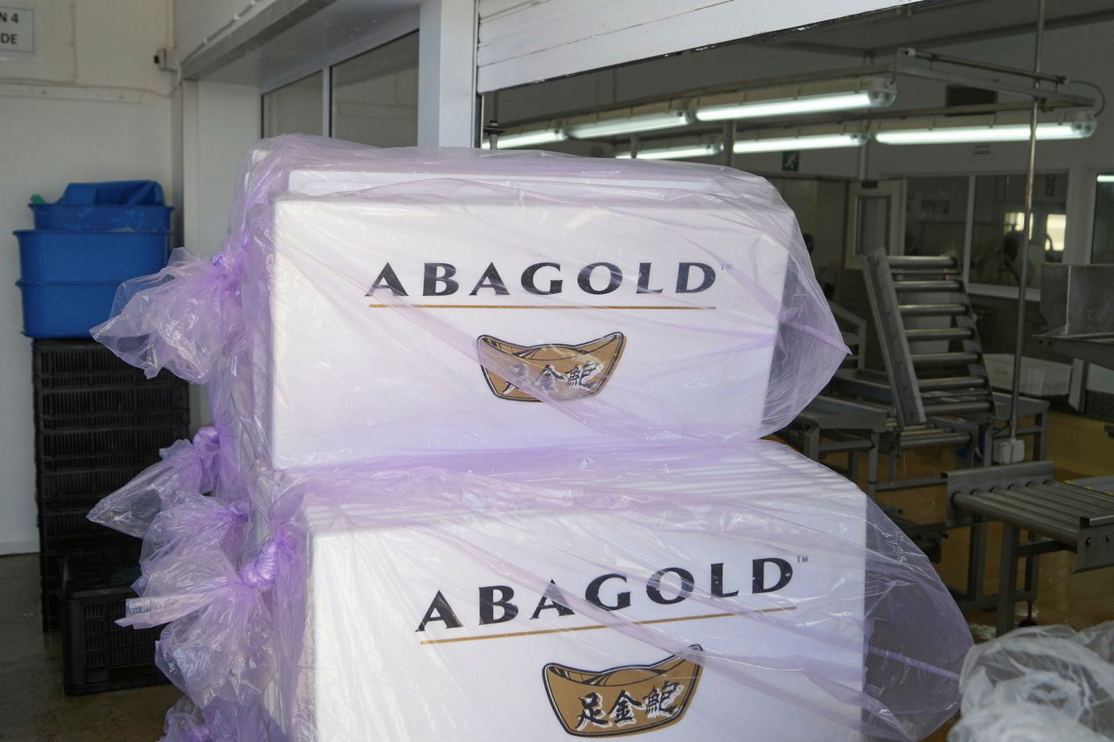 Farm Focus: Inside one of South Africa's biggest abalone operations ...