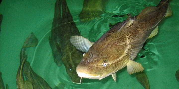 Norcod AS vil bli verdensledende produsent av oppdrettstorsk | IntraFish.no