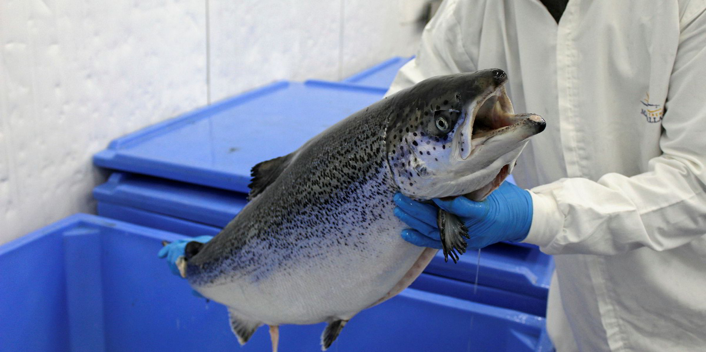 Chile orders salmon farms to ready contingency plans as pressure builds ...
