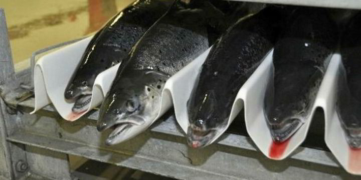 I oppstartsfase med nytt landbasert anlegg for laks | IntraFish.no