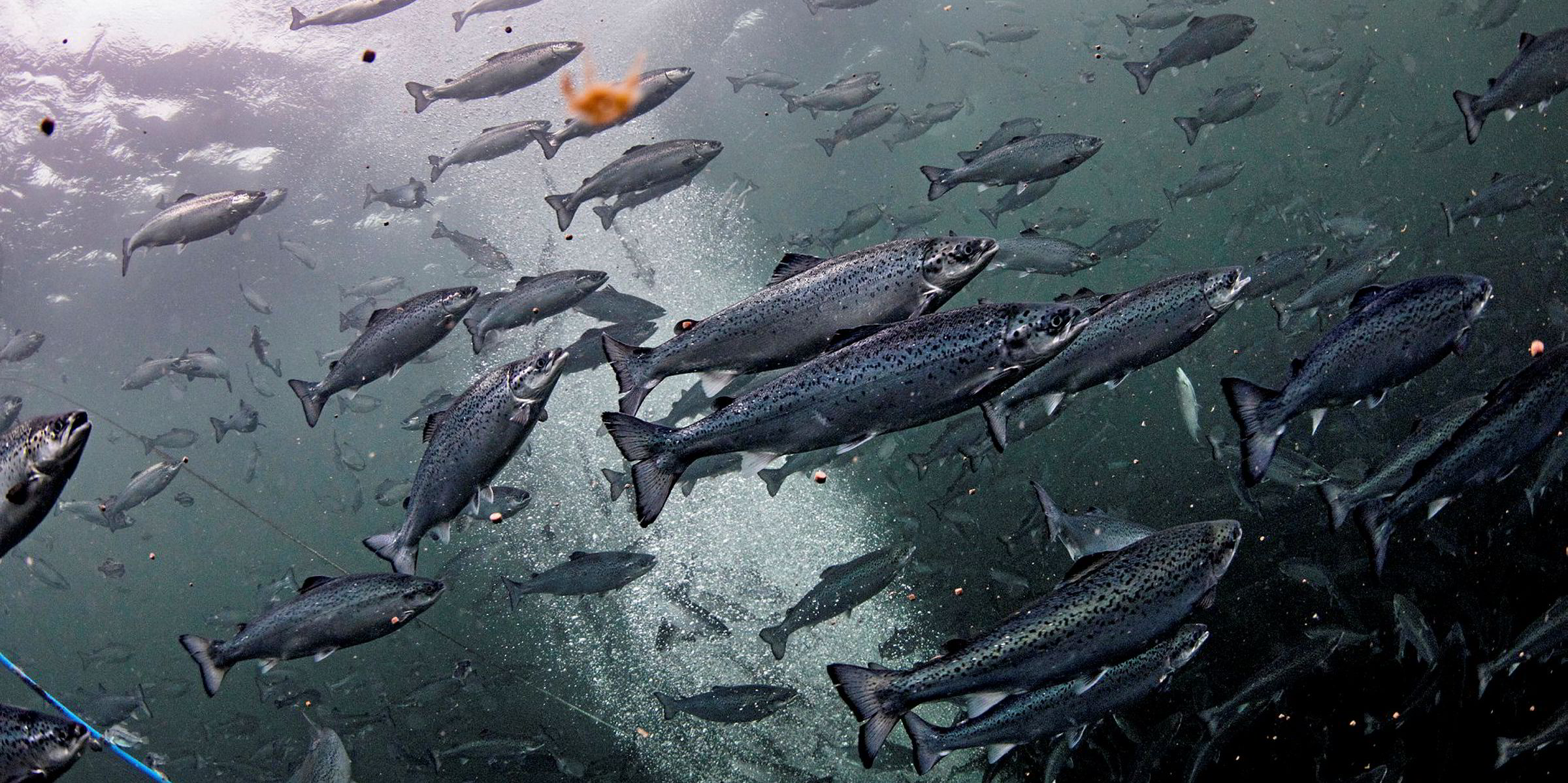 Over 1 million fish at risk from ISA outbreak at Mowi site | IntraFish.com