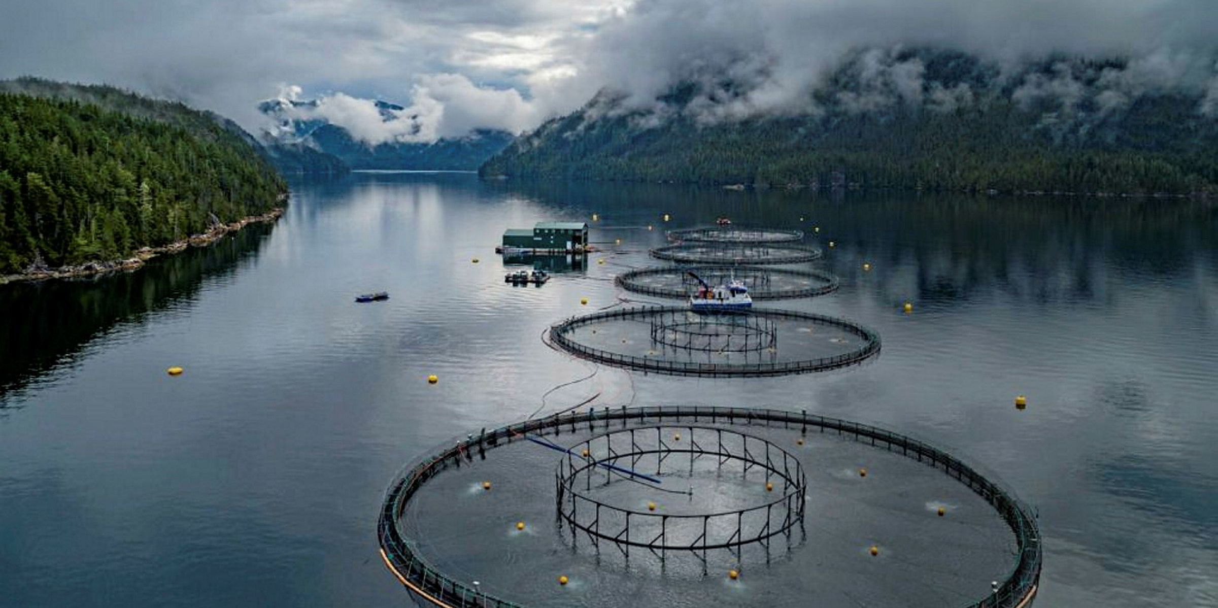 Grieg Seafood BC gains Aquaculture Stewardship Council certification ...