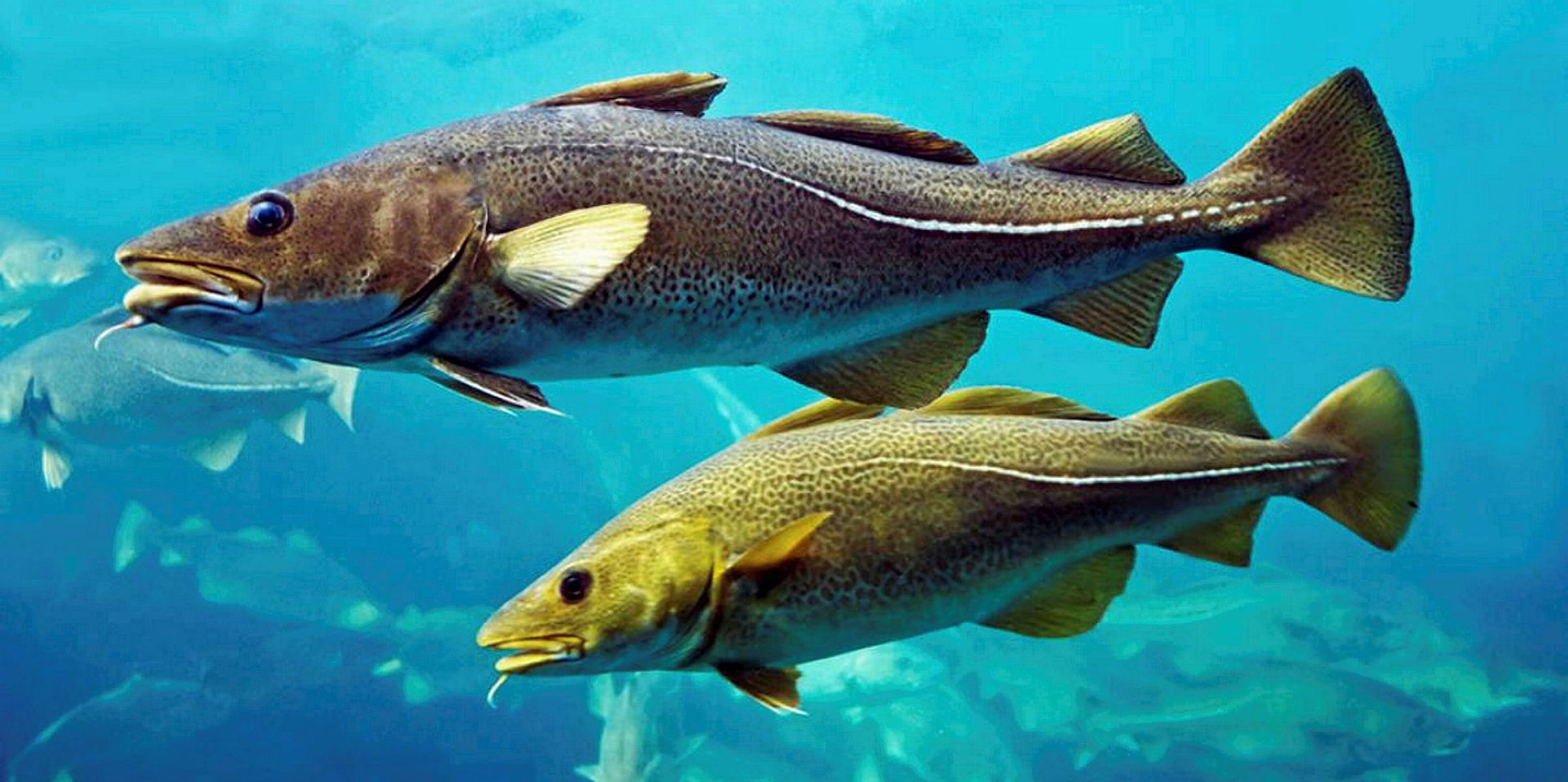 MSC wary of North sea cod fishery's sustainability | IntraFish.com