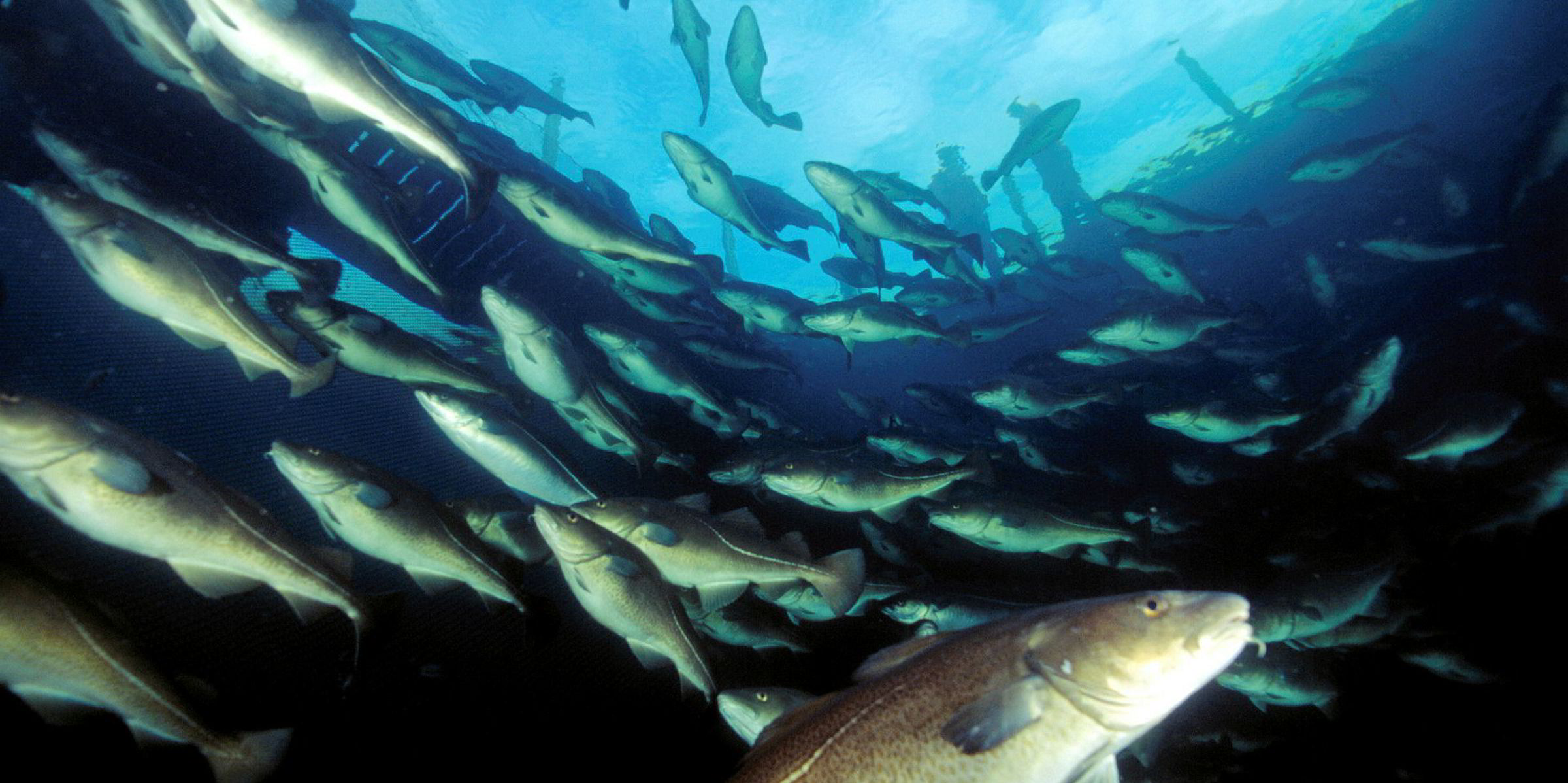 Cod farming group secures financing for feed barges and work boats ...