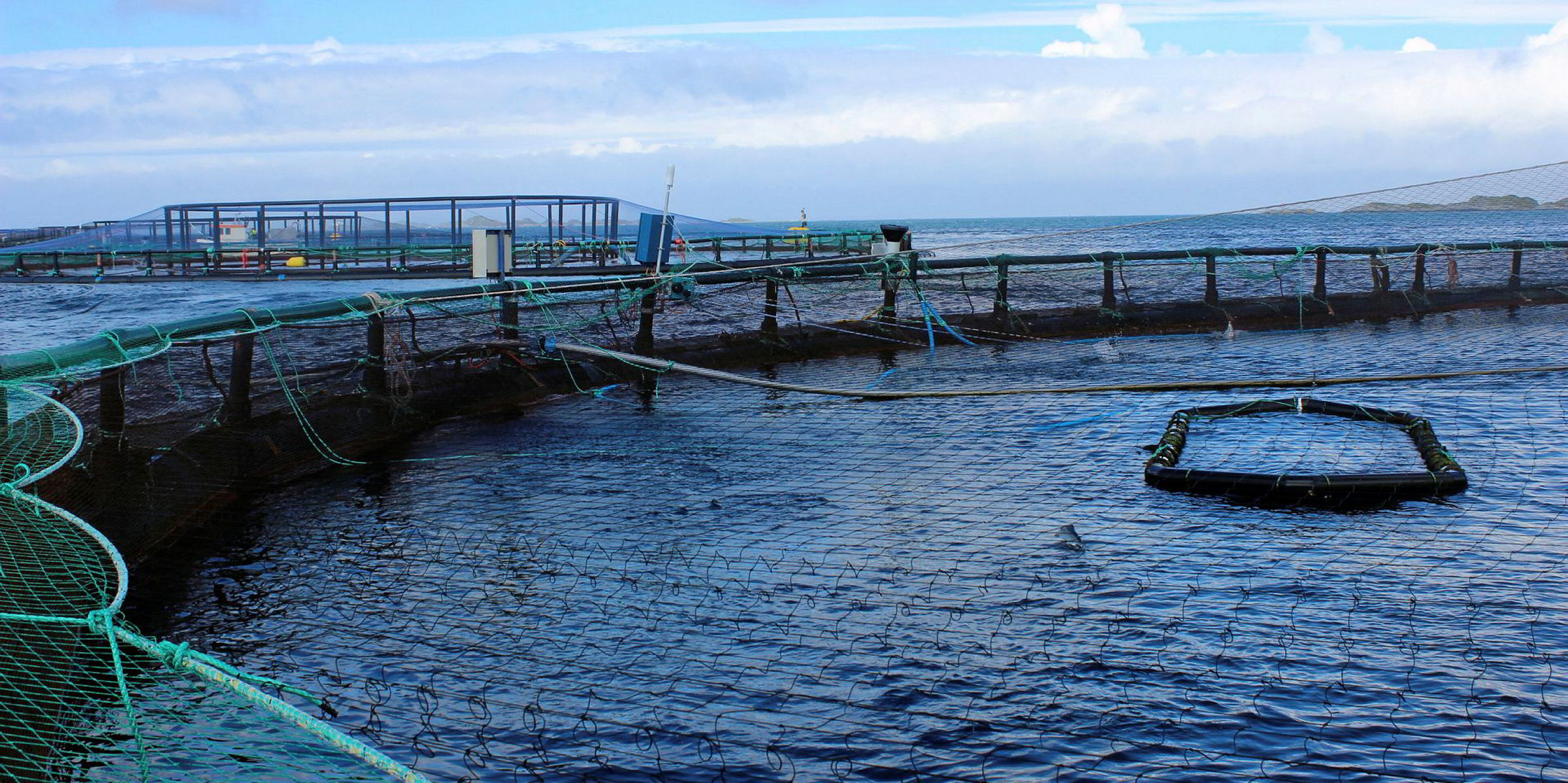 Mowi reports farmed salmon escape at Norway site | IntraFish.com