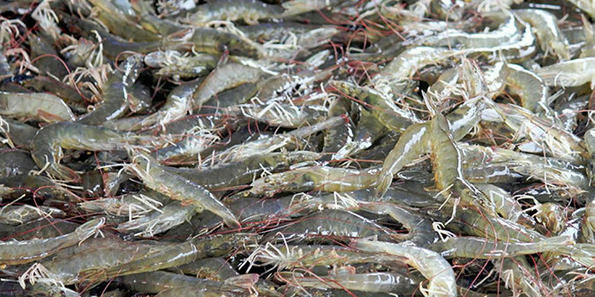 Nigerian biotech startup using shrimp shells to save food wins top ...