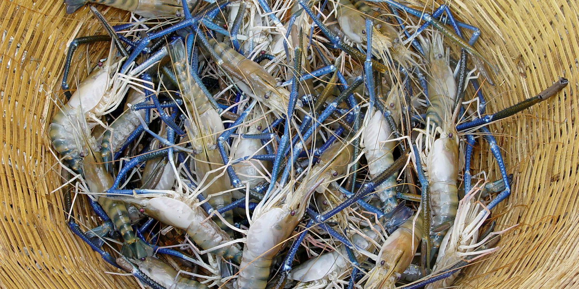 Earnings plummet for Indian shrimp giant Avanti Feeds | IntraFish.com