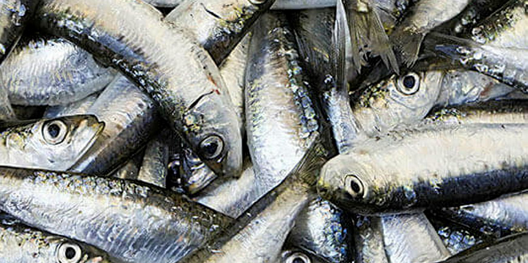 Peru puts hold on anchovy fishing | IntraFish.com