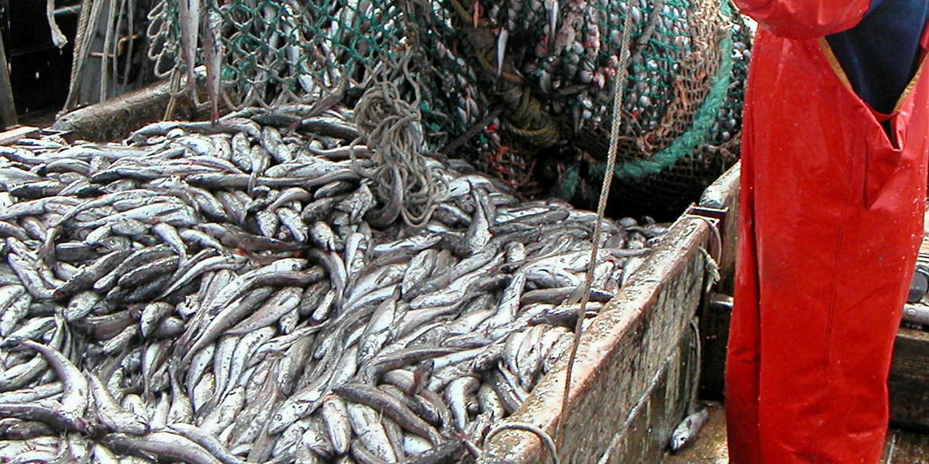 US Pacific hake quota unchanged for second year | IntraFish.com
