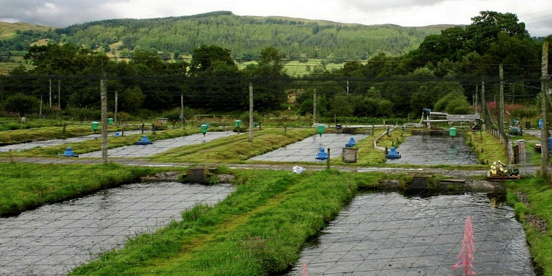 Dawnfresh investing in four new farms | IntraFish.com