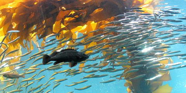 UK seaweed company reports positive aquaculture feed trials | IntraFish.com