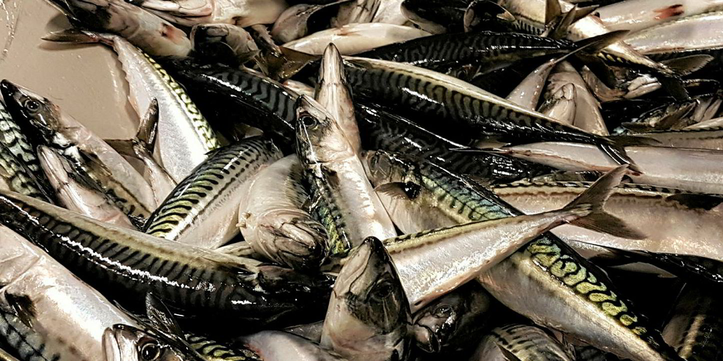 Avskjær fra makrell skal bli proteinpulver uten lukt og smak ...