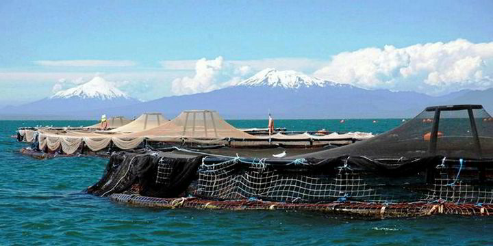Marine Harvest Chile gets extension to recapture fish after major ...