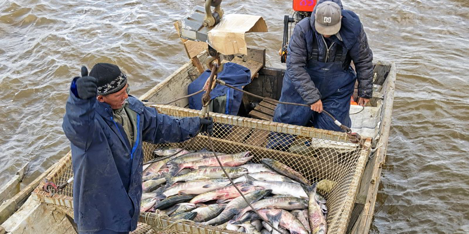 A near-record wild salmon harvest in Russia, but where did the fish go ...
