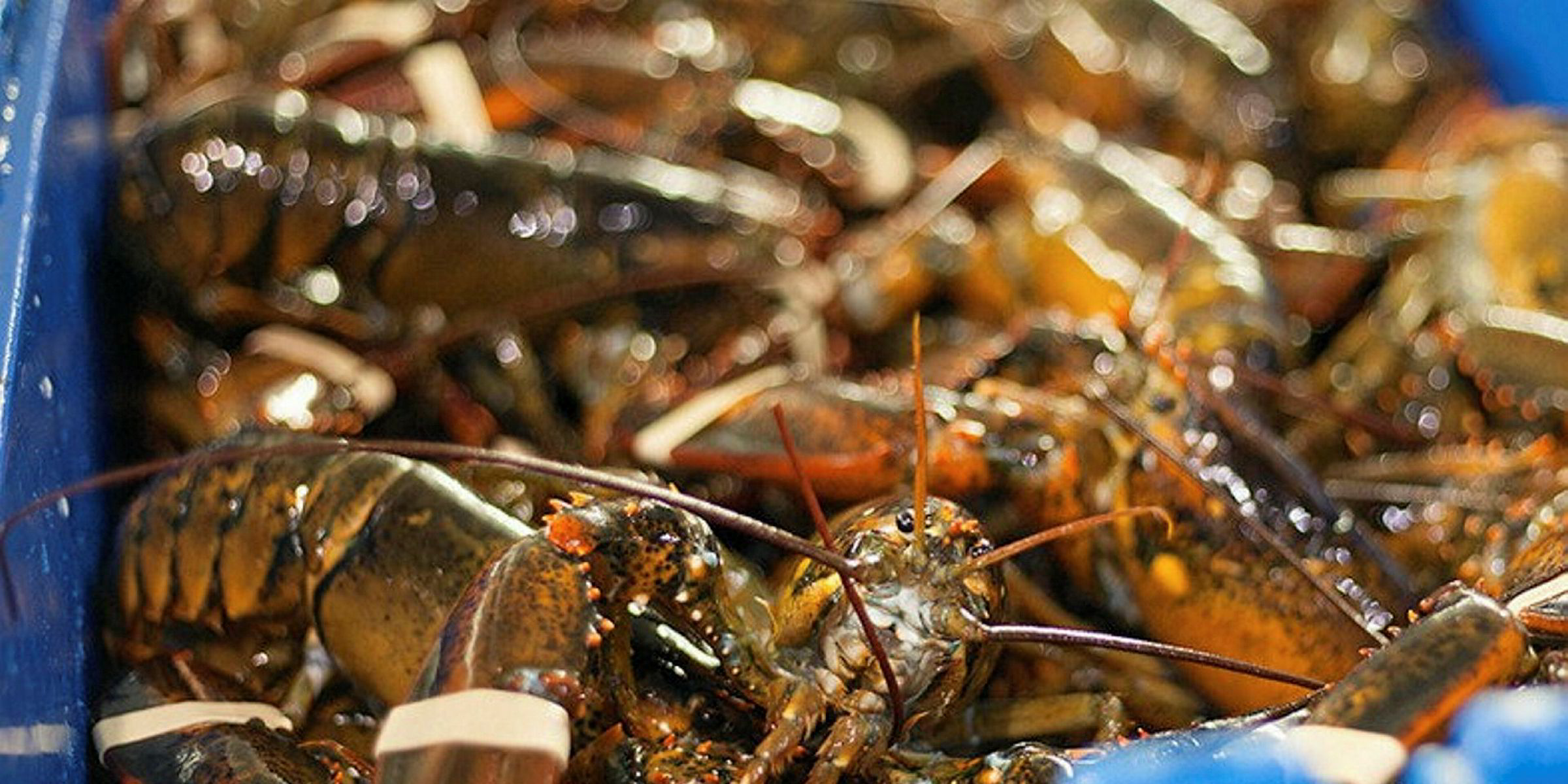 DFO to step up enforcement after lobster fishermen protests | IntraFish.com