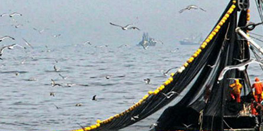 Peru vessels land more than third of anchovy quota | IntraFish.com