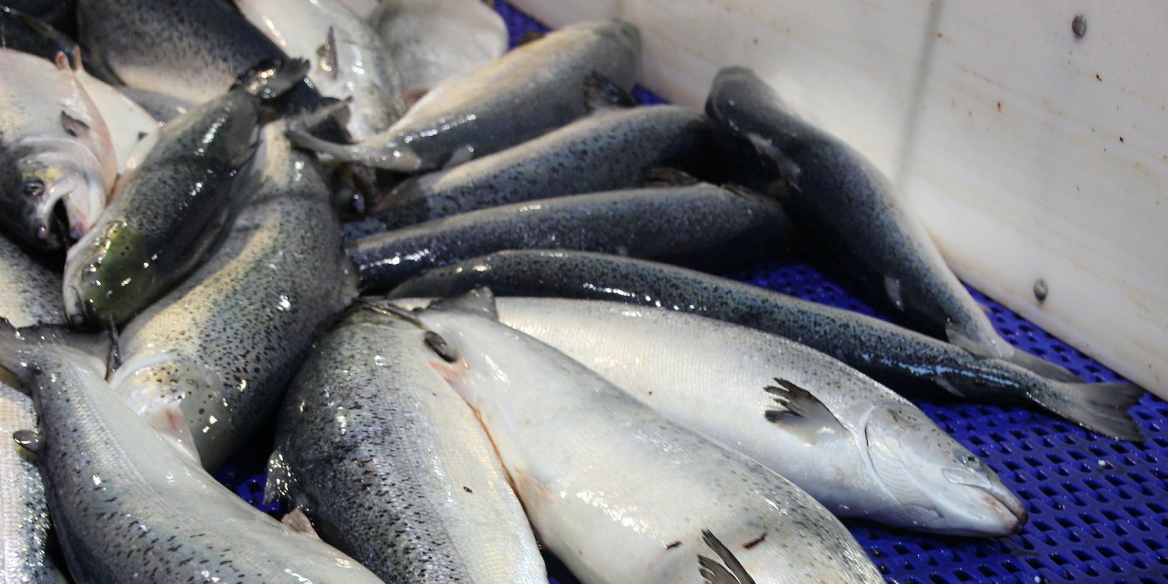 New Norwegian land-based salmon farm ups production outlook | IntraFish.com