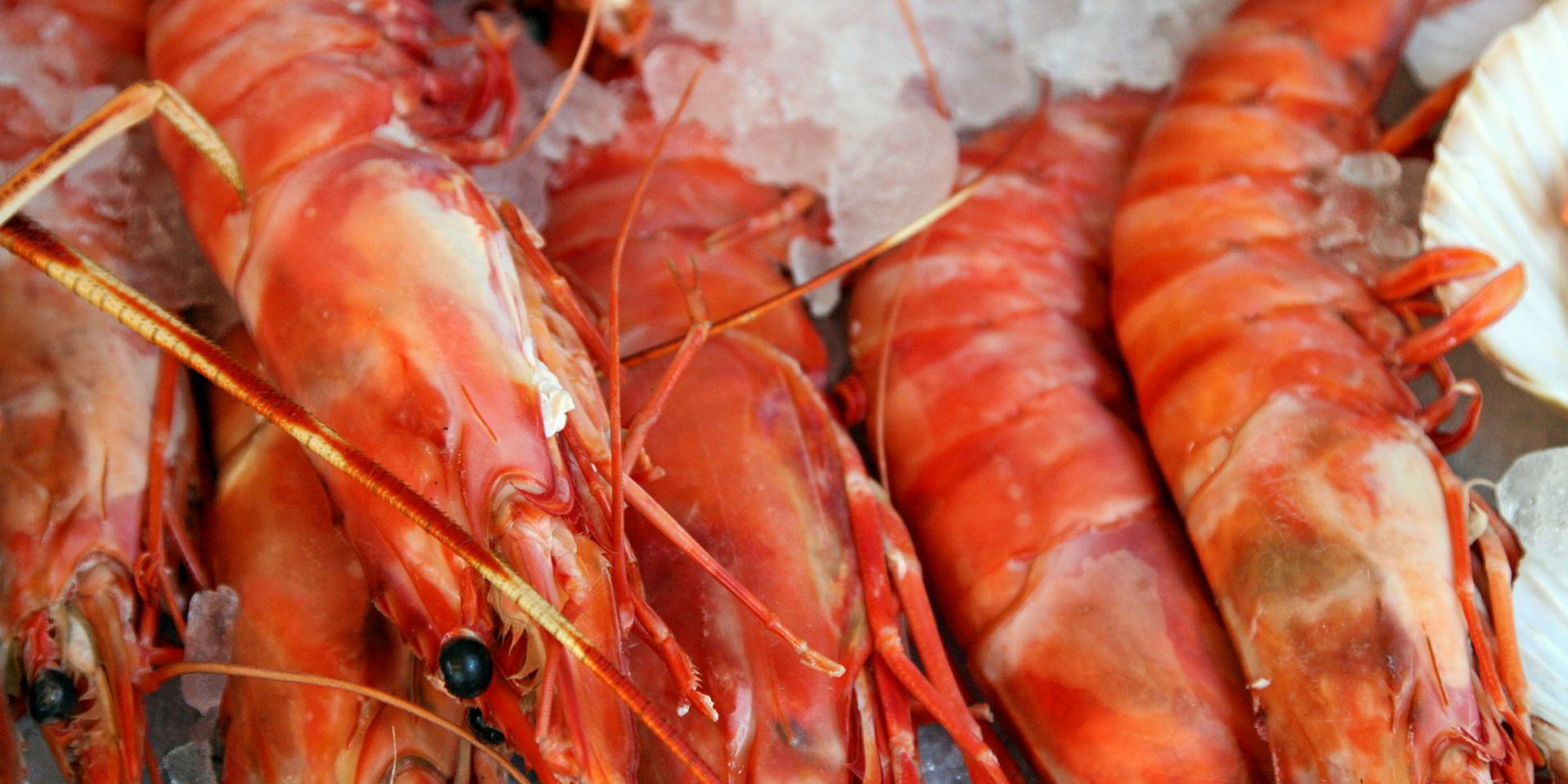 Wild-caught prawns, scallops red-listed in Australian seafood guide ...