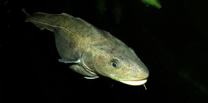 Equinor renames Carcara field off Brazil | Upstream Online