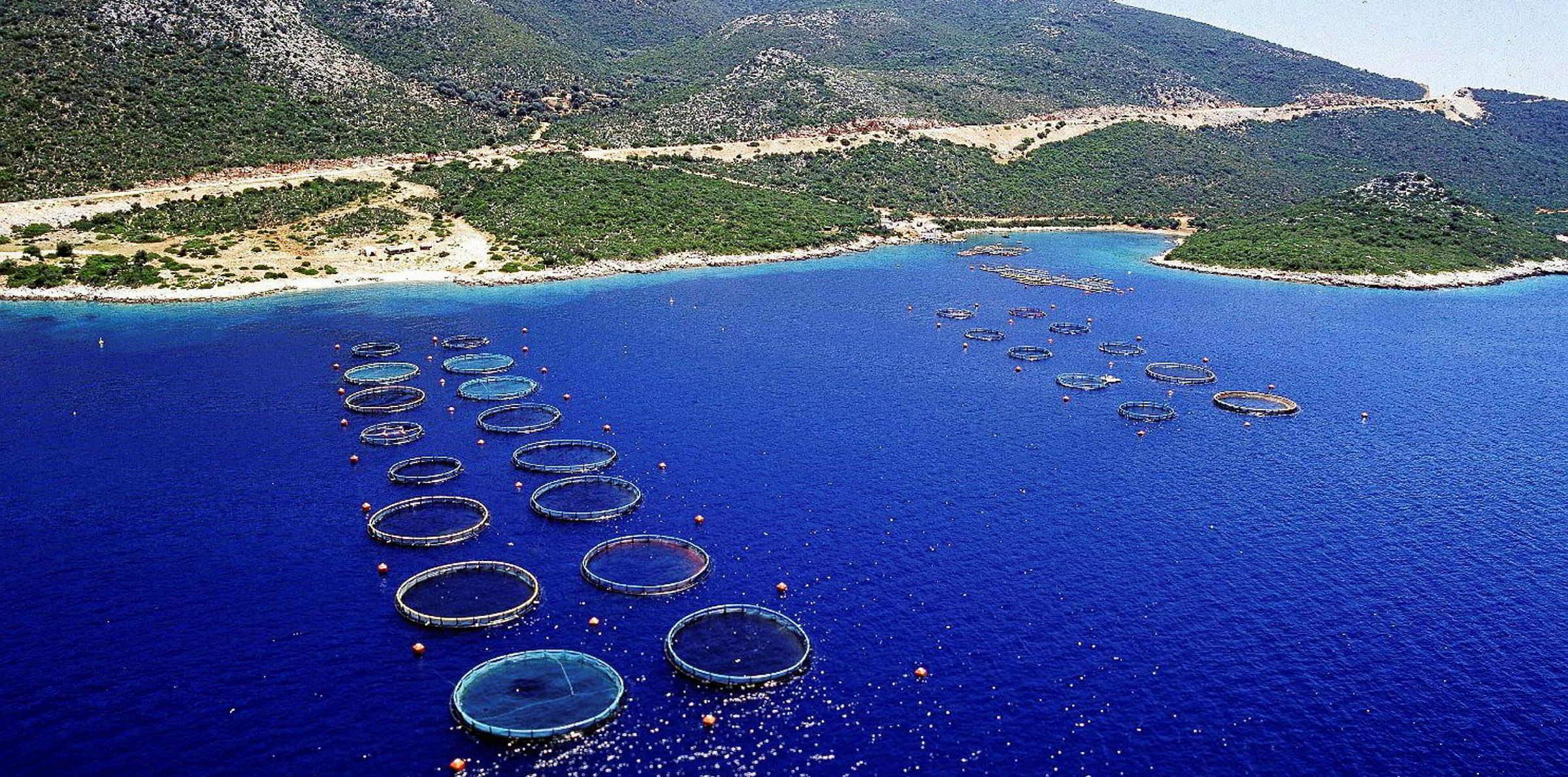 Rabobank: Global seabass, seabream production expected to surpass ...