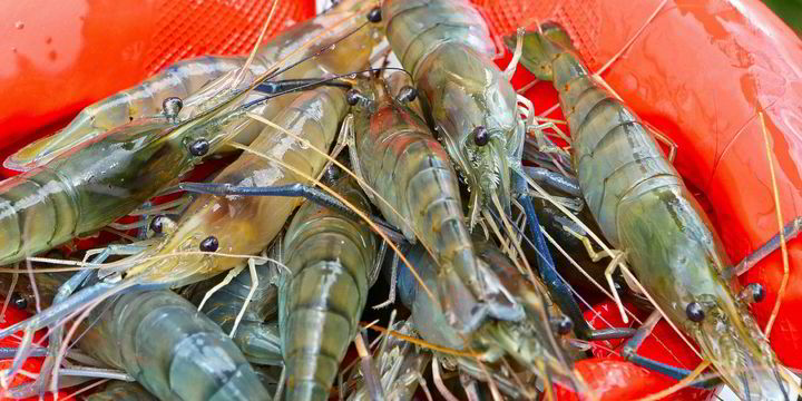 All-female shrimp breeding gets one step closer | IntraFish.com