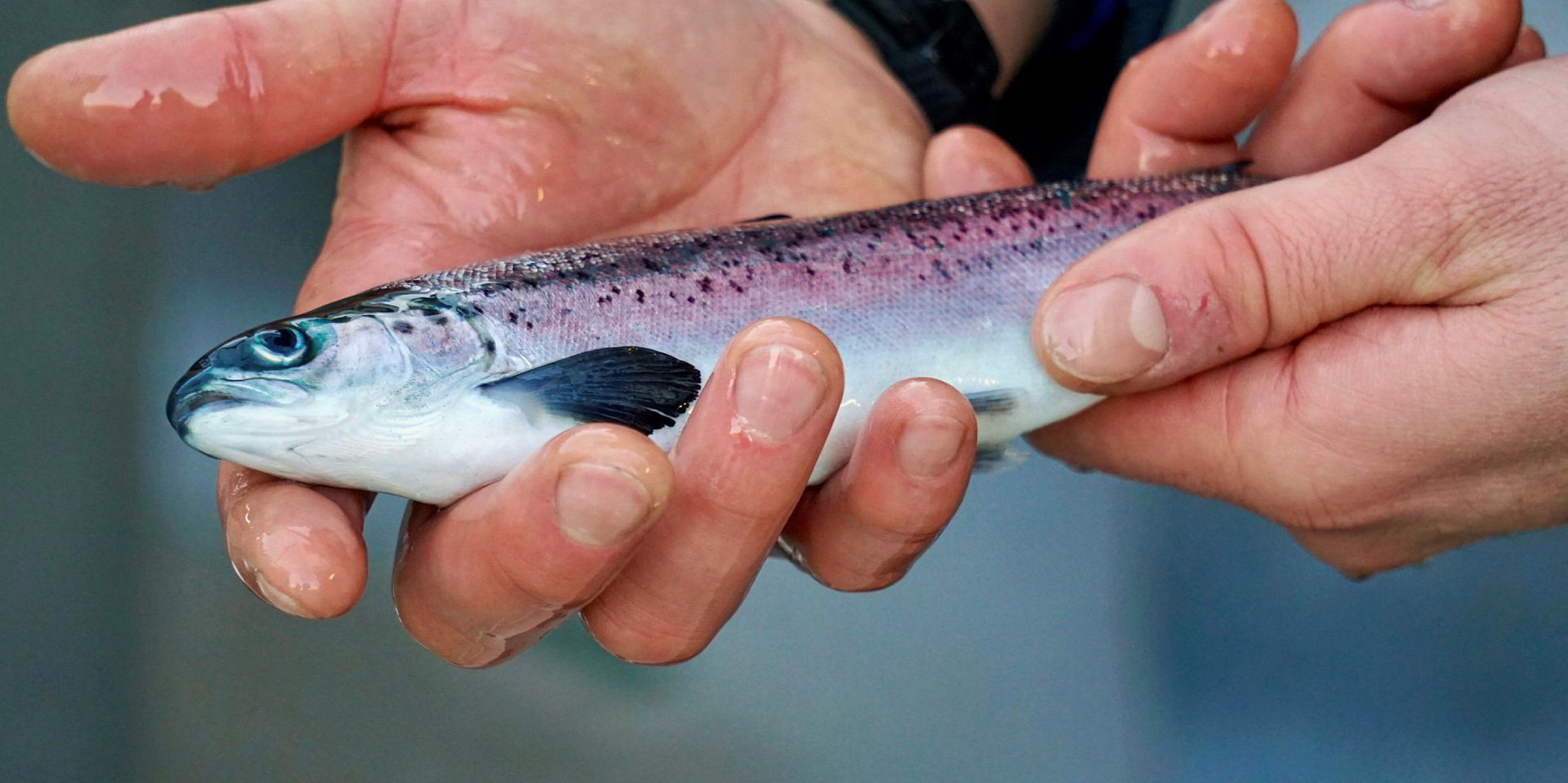 Scottish Sea Farms releases first double-size salmon smolt to sea pens ...
