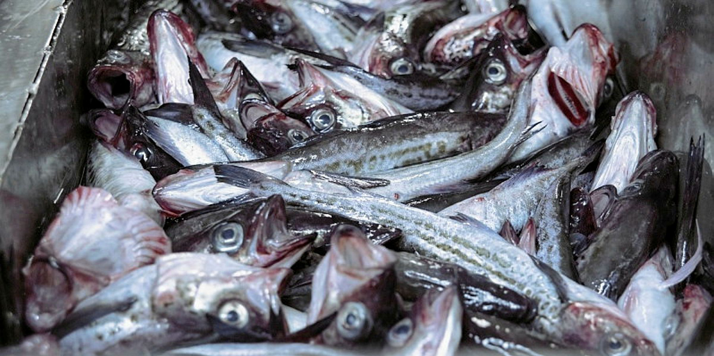 Russian firm buys rival, creating new pollock giant | IntraFish.com