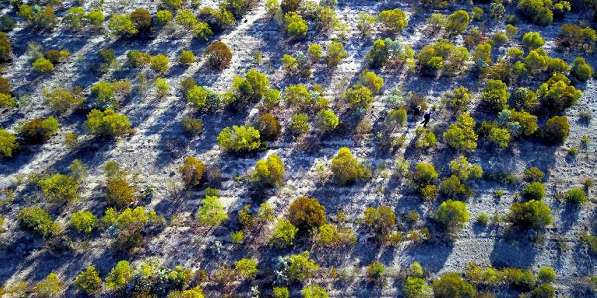 Woodside to plant trees in carbon offset scheme | Upstream Online