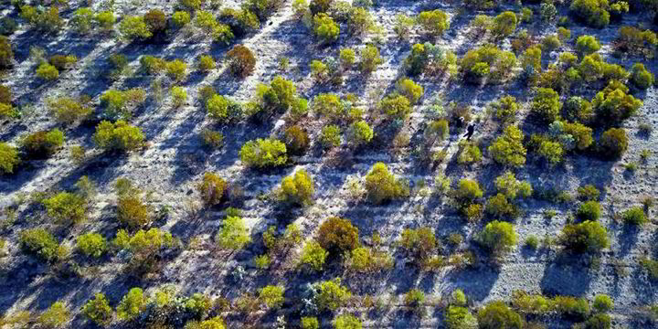 Woodside to plant trees in carbon offset scheme | Upstream Online