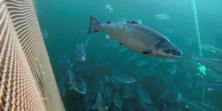 Over 2 million salmon escaped from Norwegian fish farms in the last ...
