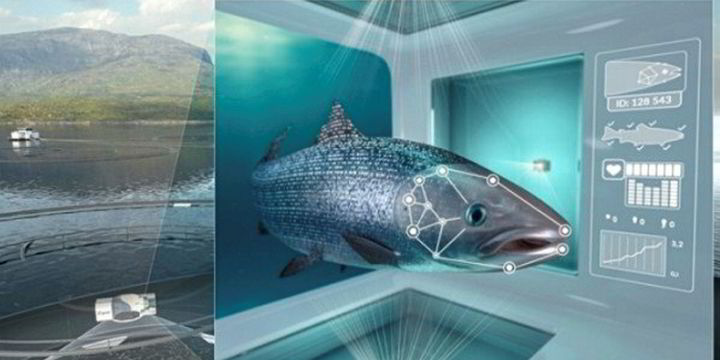 Cermaq Norway rethinking facial recognition salmon farm | IntraFish.com