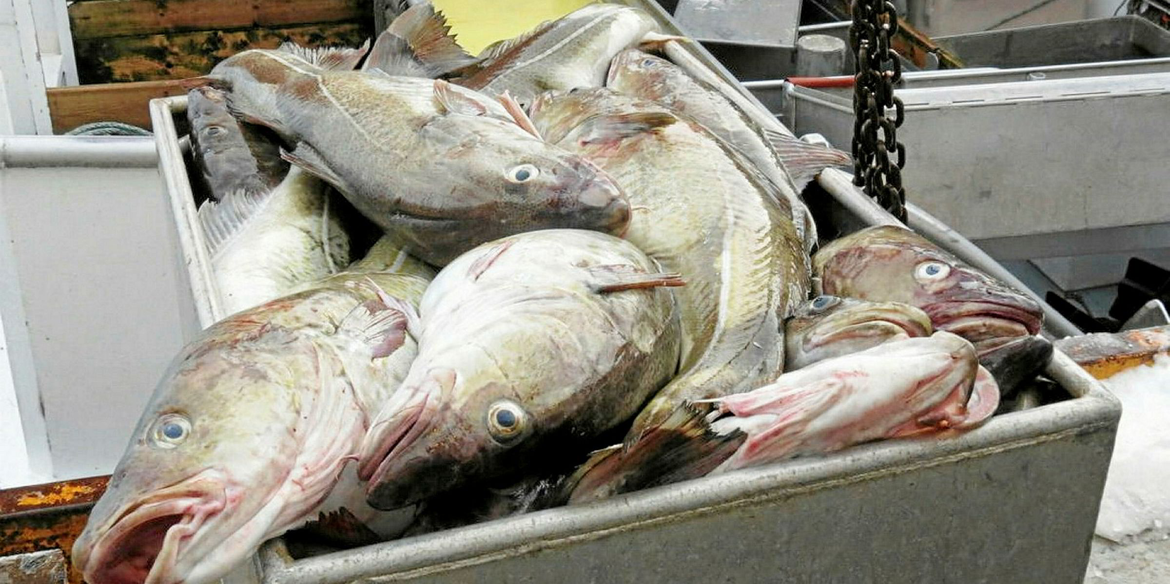 ICES announces Barents Sea cod, haddock TAC advice | IntraFish.com