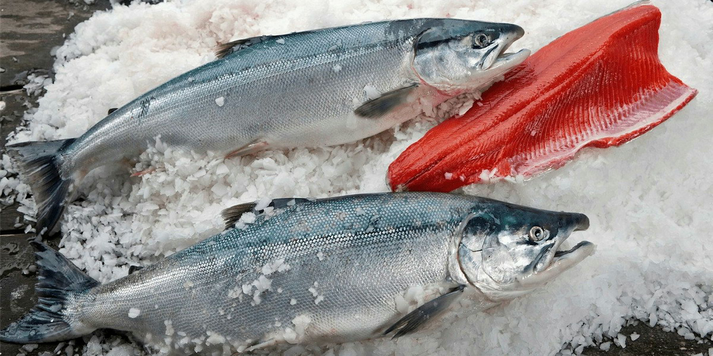 Fangstverdien for vill laks i Alaska falt 13 prosent | IntraFish.no