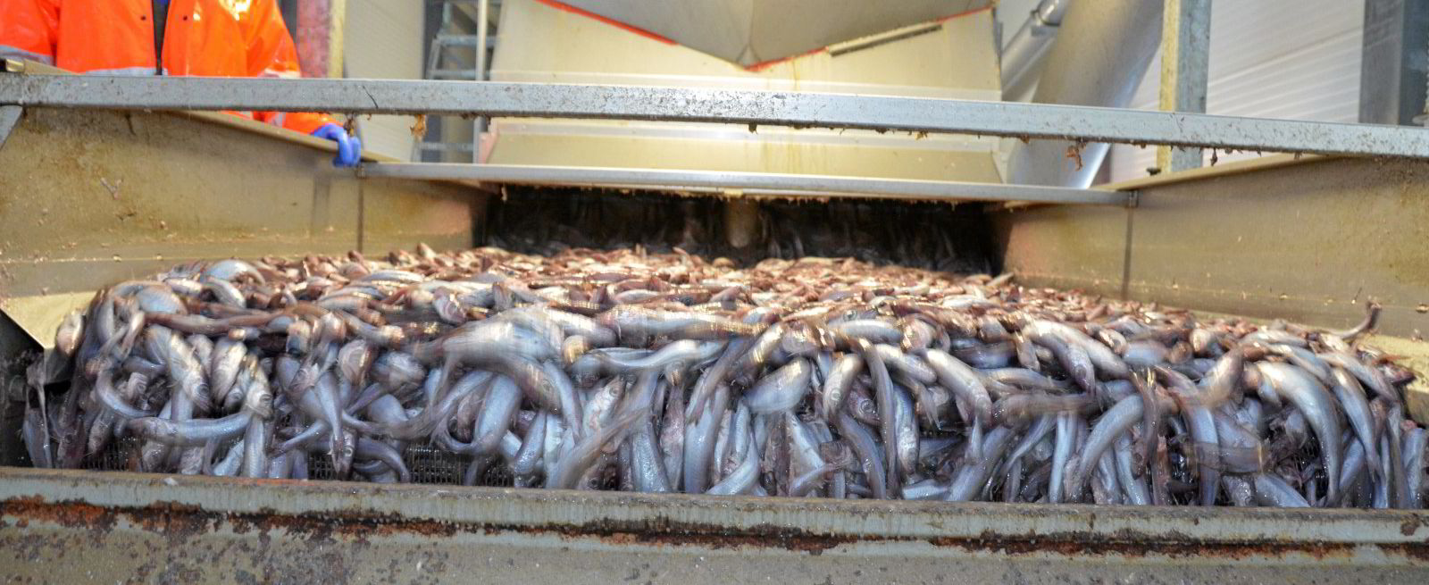 Nytt rekordår for kolmuleflåten – har fisket for over 1,2 milliarder ...