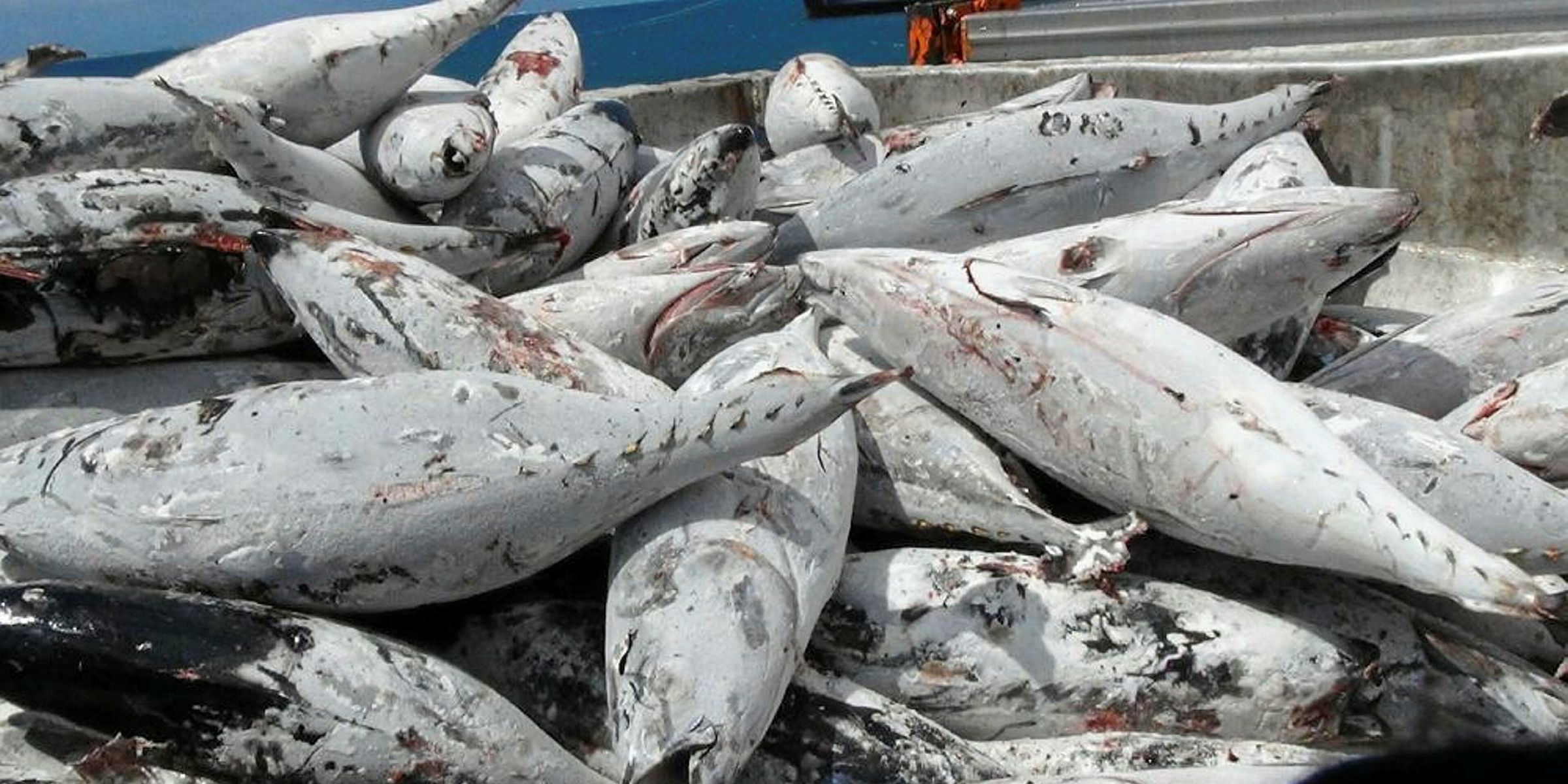 PAFCO expands processing capacity with Fiji-based cold storage plant ...