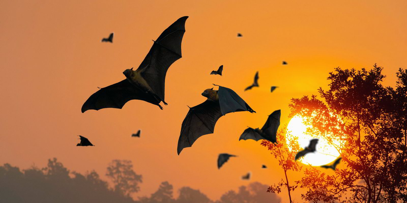 Could counting bats delay offshore wind for major Orsted green hydrogen ...