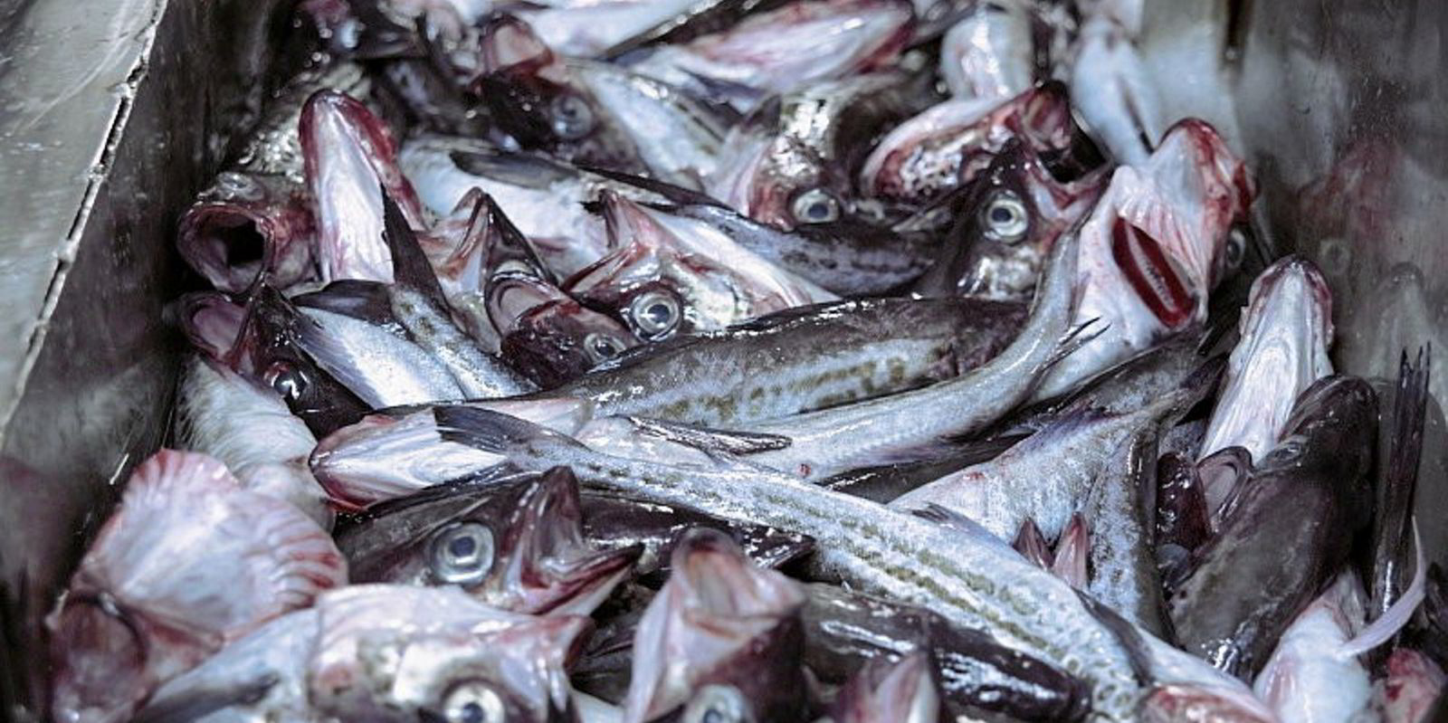 Deep-skin continues to dominate Alaska pollock production as A season ...