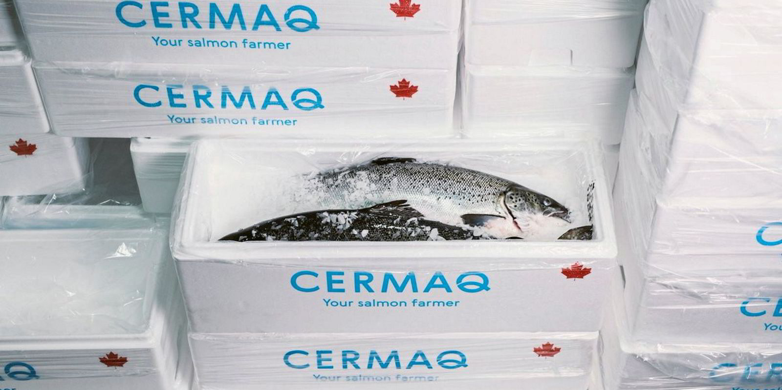 Cermaq Canada renews five-year First Nation protocol with further focus ...