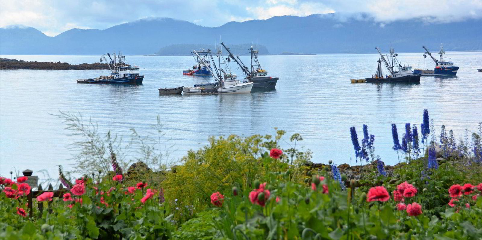 Alaska pink salmon harvest expected to return to 'normal' next year ...