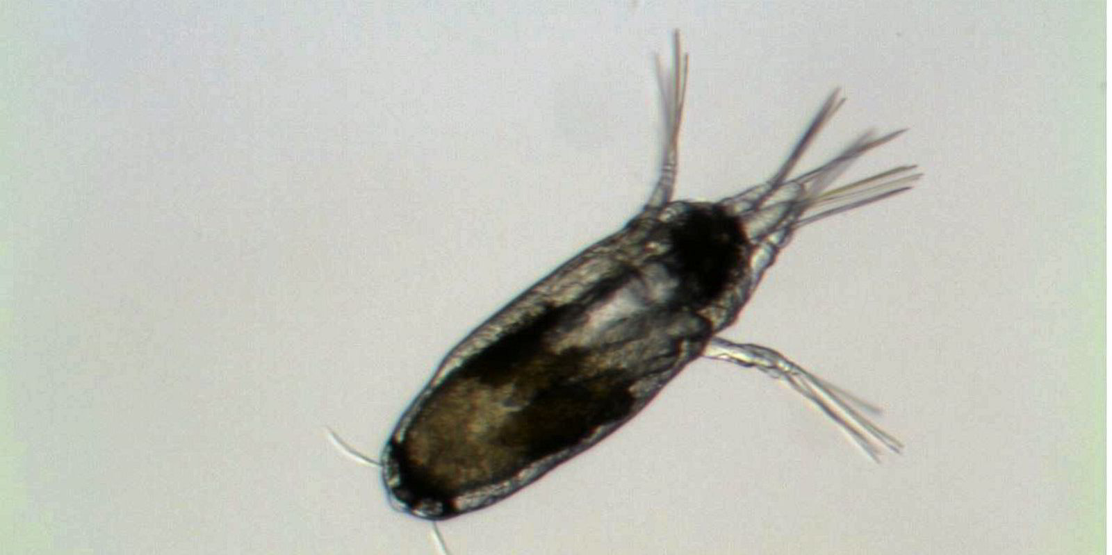 Norwegian scientists believe a 'light trap' could be new weapon in war ...