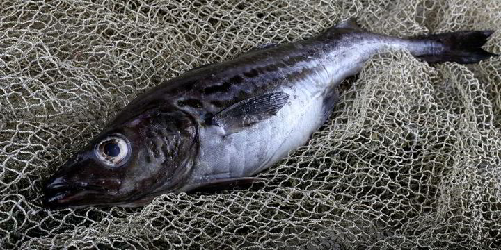 Key advisory group recommends steep cut in Bering Sea pollock quota ...