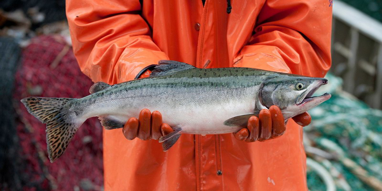 Plagued by challenging market, Alaska pink salmon harvest unlikely to ...
